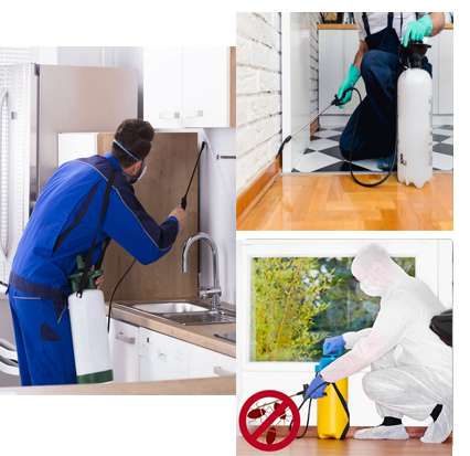 Wham Bam Pest Control Sydney – Wham Bam Pest Control Sydney is ...