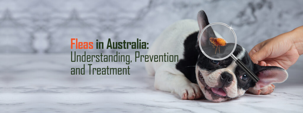 Fleas in Australia: Mastering Understanding, Prevention, and Treatment ...