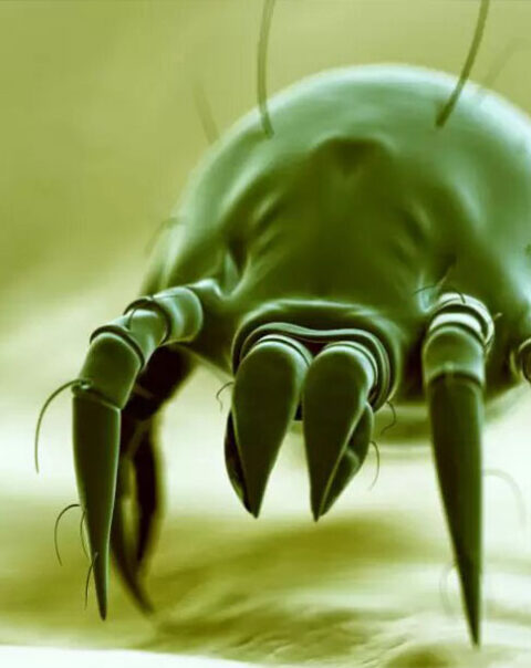 Best Wham Bam Mite Control pest control Sydney - Wham Bam